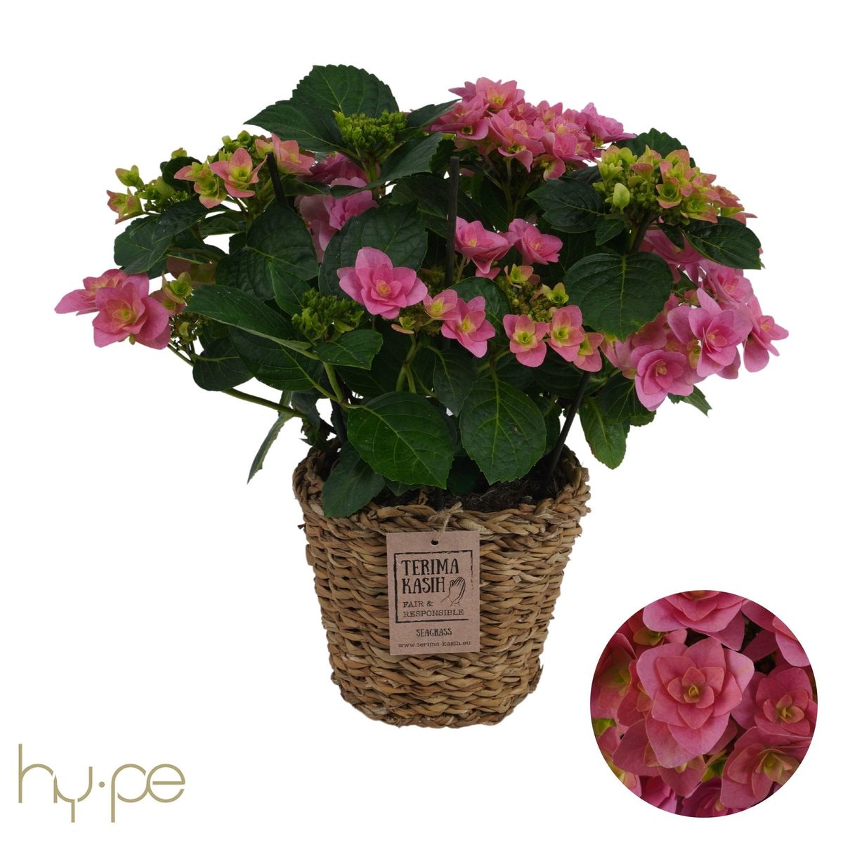 Hydrangea macrophylla 'Double Dutch Pink' — Bitkiler Toptan Satış ...