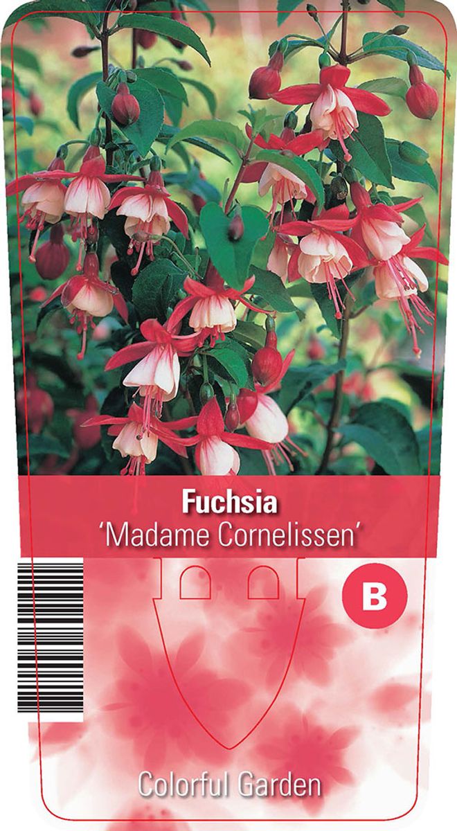 Fuchsia 'Madame Cornelissen' — Plant Wholesale FlorAccess