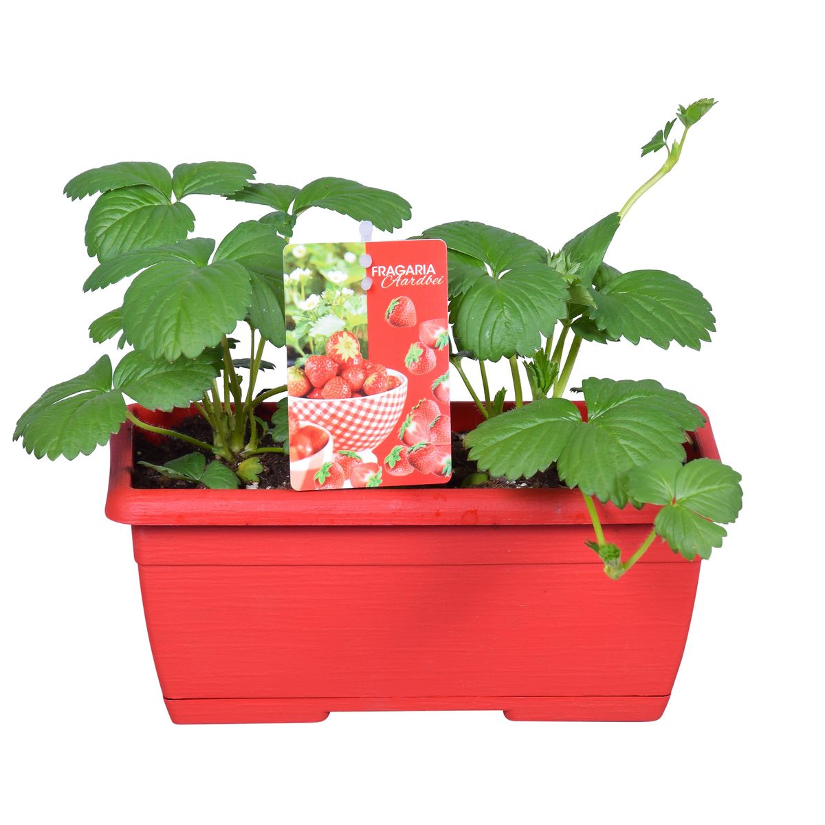 Fragaria X Ananassa Beltran — Plant Wholesale Floraccess