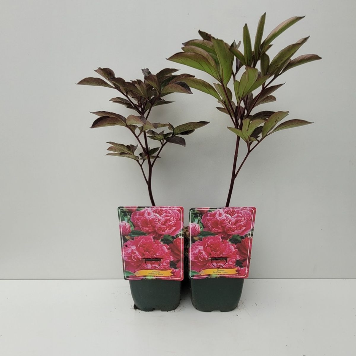 Paeonia 'Fiona' — Plant Wholesale FlorAccess