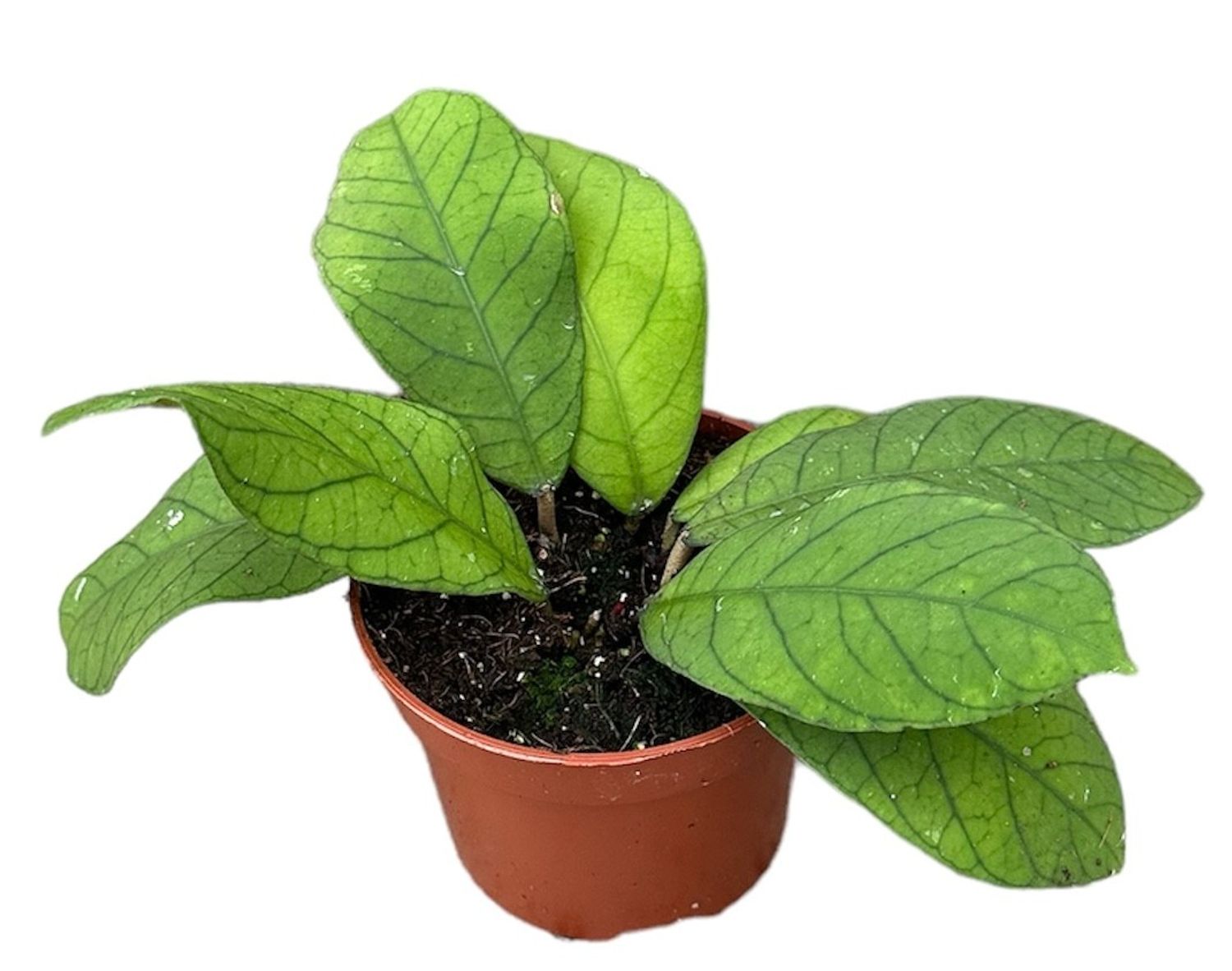 Hoya Sp Sabah — Plant Wholesale FlorAccess
