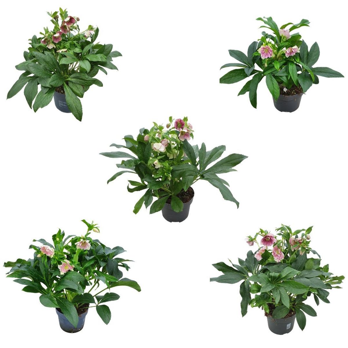 Helleborus orientalis MIX — Plant Wholesale FlorAccess