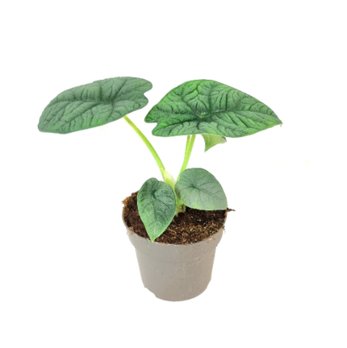 Alocasia melo — Plant Wholesale FlorAccess