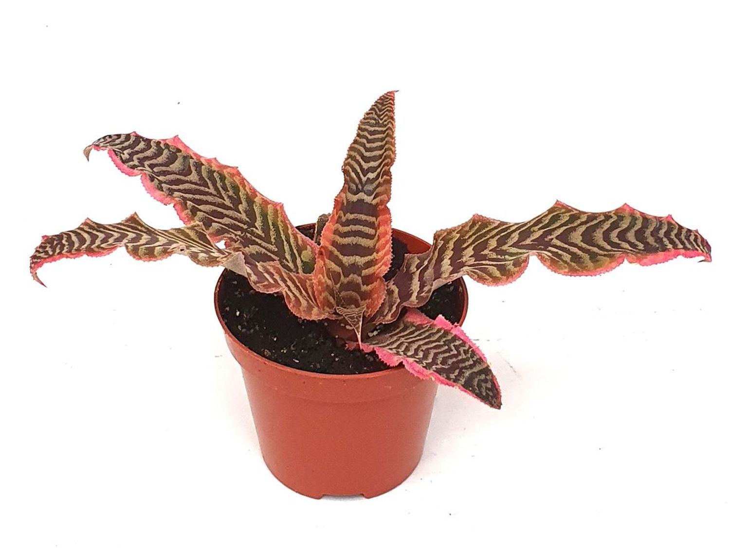 Cryptanthus 'Elaine' — Plant Wholesale FlorAccess