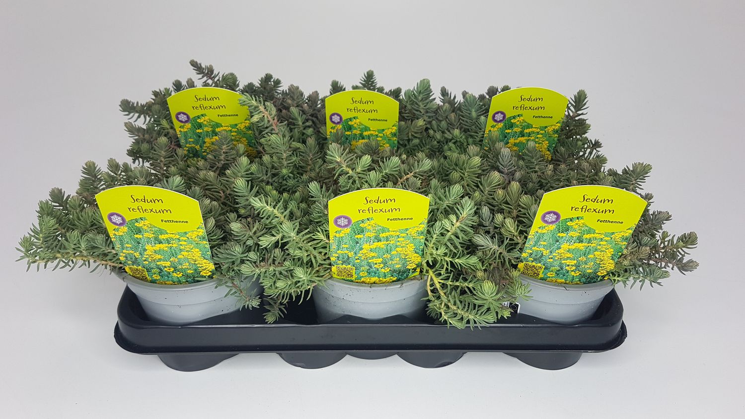 Sedum MIX — Plant Wholesale FlorAccess