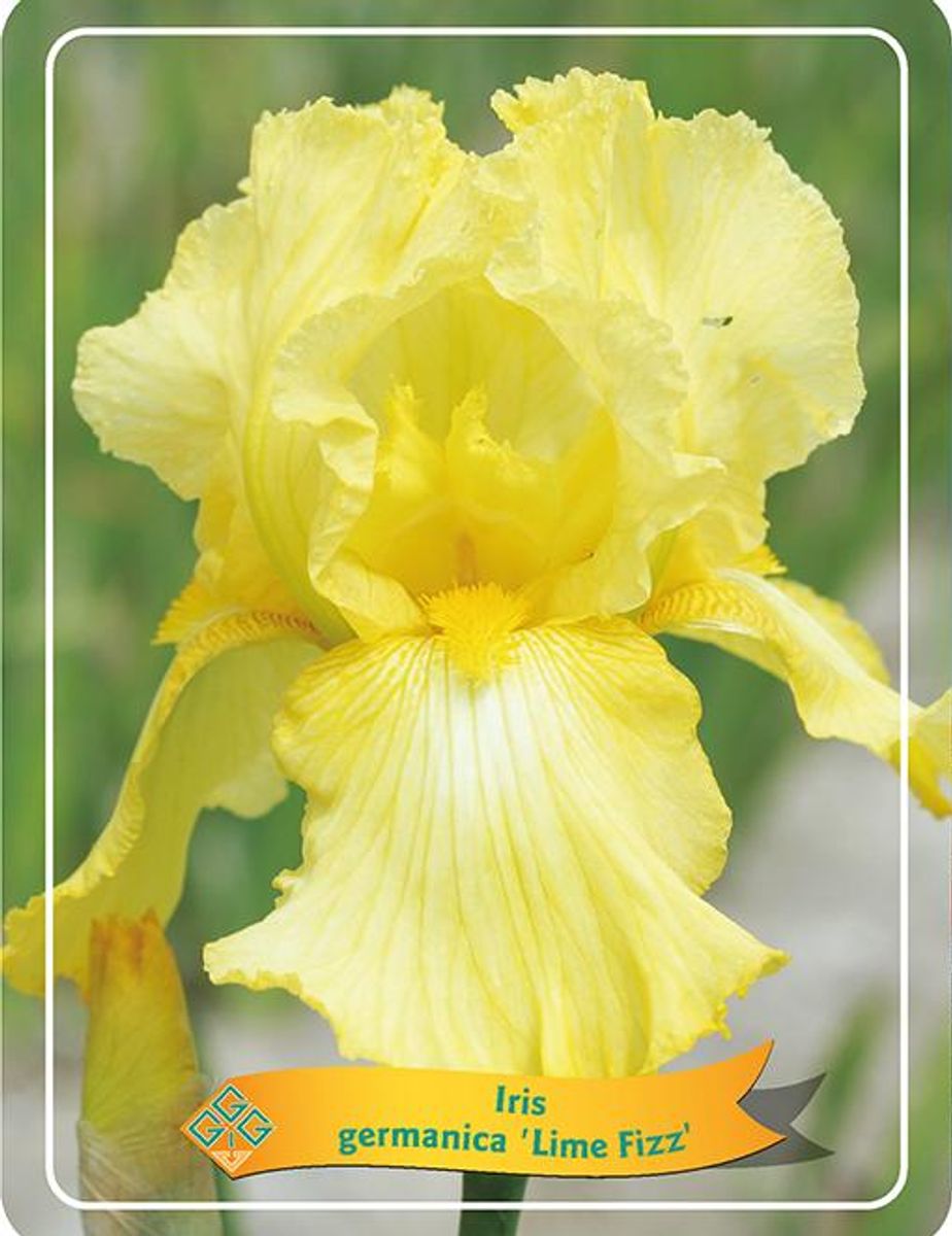 Iris 'Lime Fizz' — Plant Wholesale FlorAccess