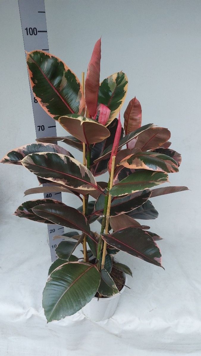 Ficus elastica 'Ruby' — Plant Wholesale FlorAccess