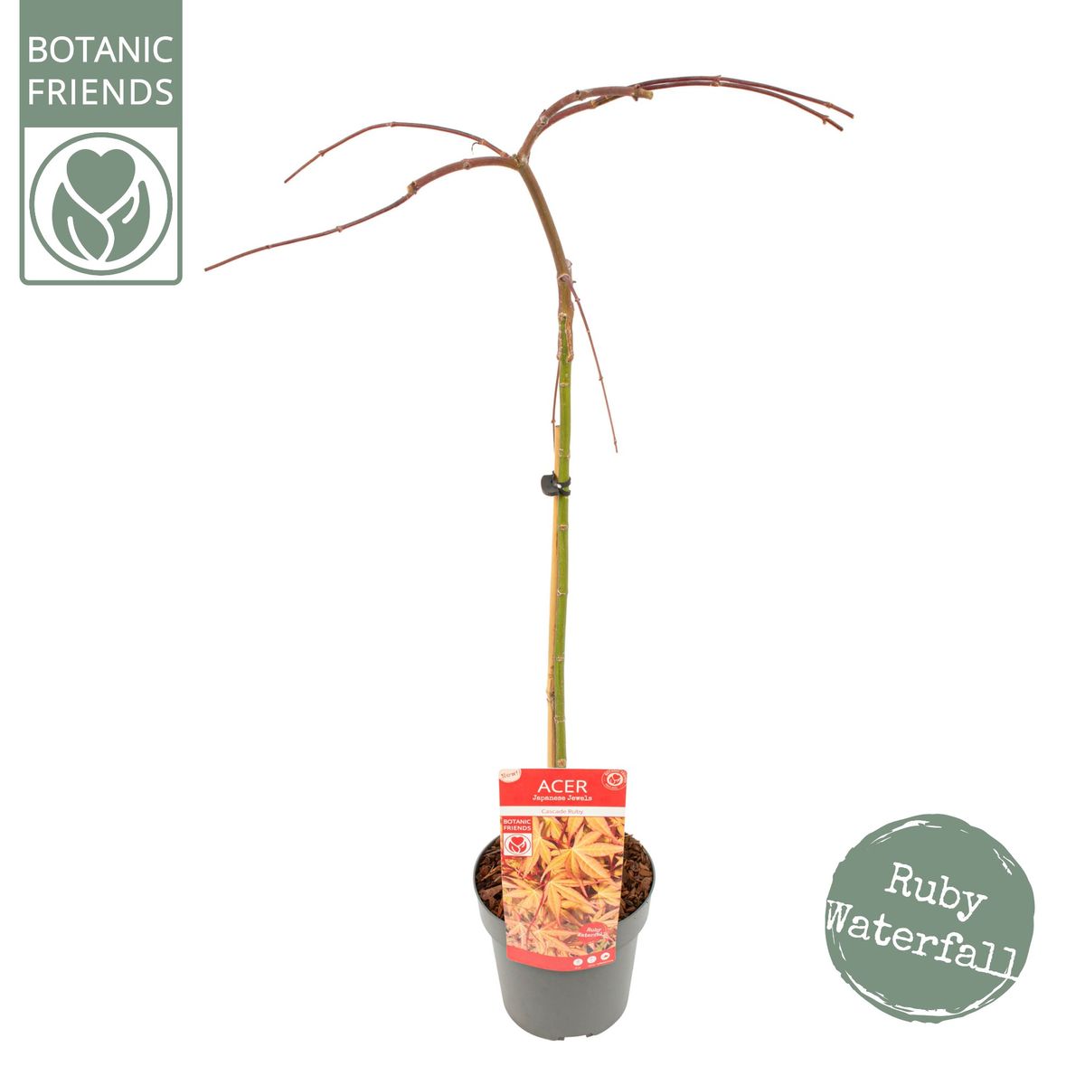 Acer palmatum CASCADE RUBY — Plant Wholesale FlorAccess