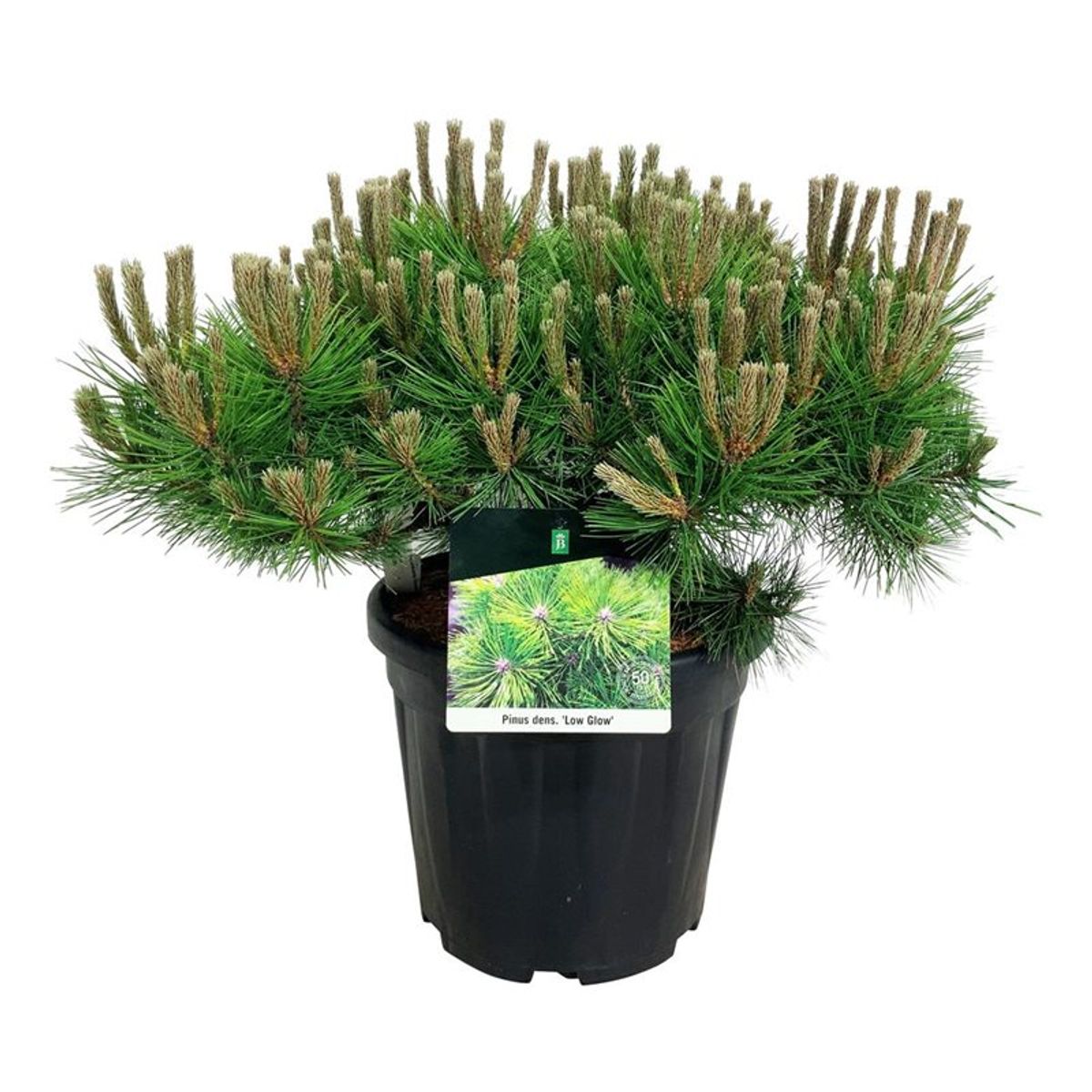 Pinus densiflora 'Low Glow' — Рослини оптом FlorAccess