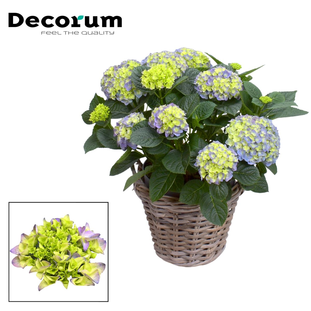 Hydrangea macrophylla EARLY BLUE — Рослини оптом FlorAccess