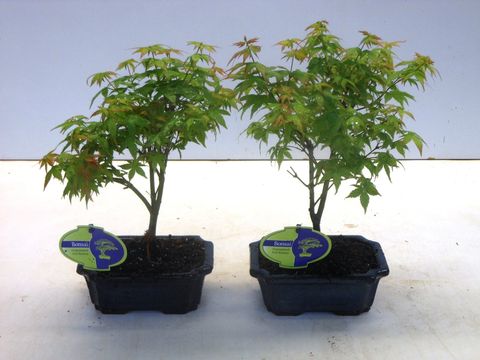 Acer palmatum 'Little Princess' — Plant Wholesale FlorAccess