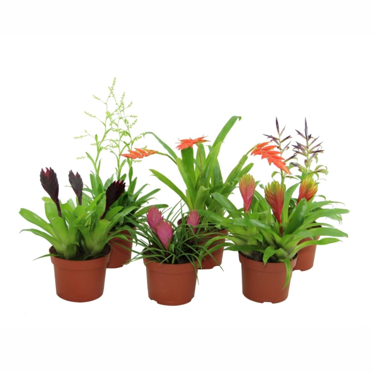 Bromelia MIX — Plant Wholesale FlorAccess