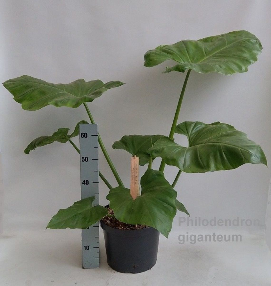 Philodendron giganteum — Plant Wholesale FlorAccess