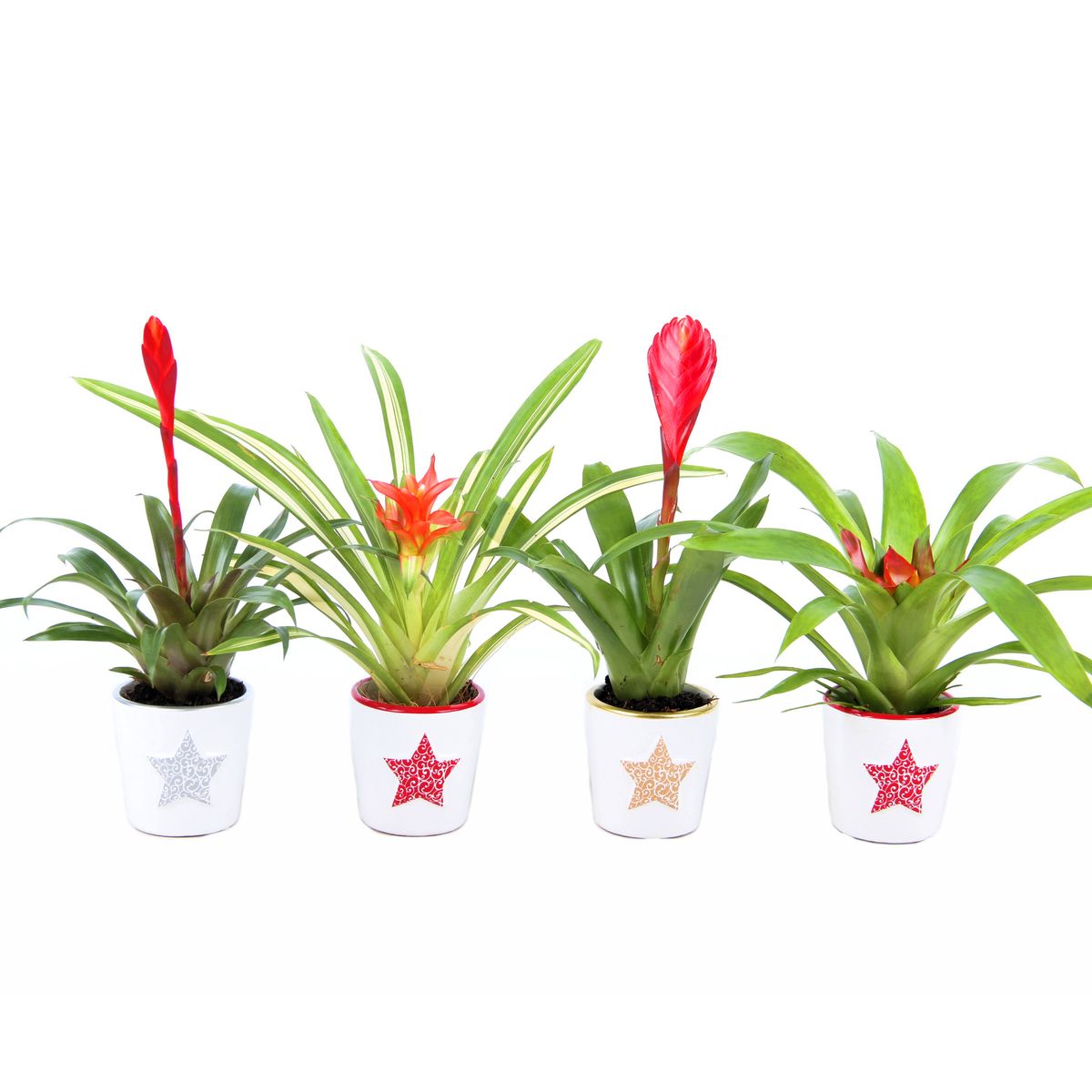 Bromelia MIX — Plant Wholesale FlorAccess