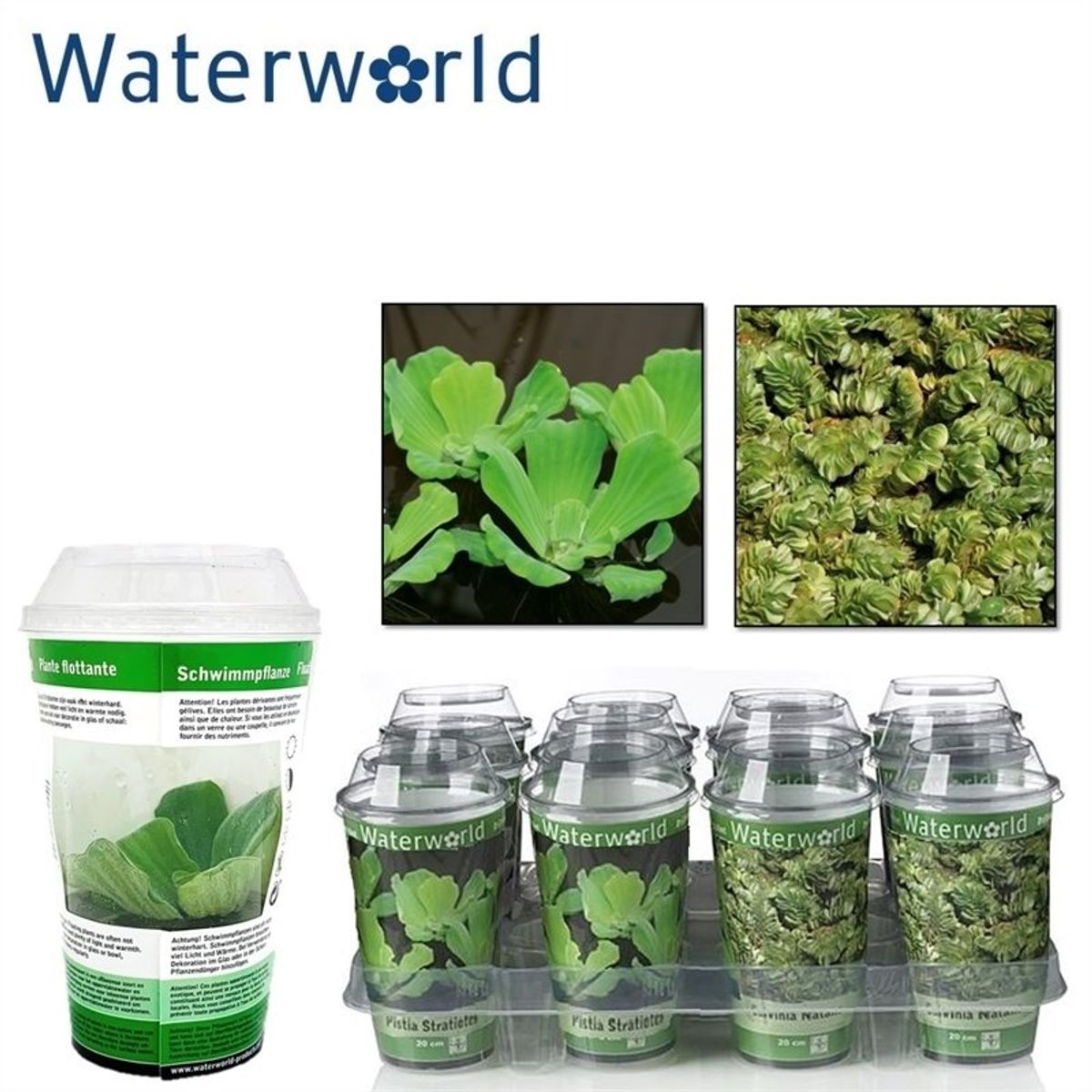 Aquatic plants FLOATING MIX — Plant Wholesale FlorAccess