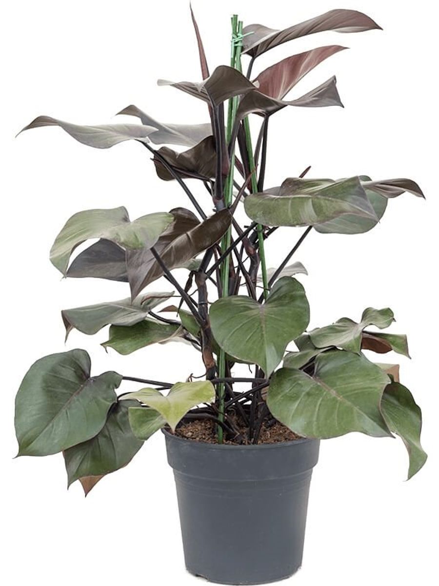 Philodendron 'Purple Congo' — Plant Wholesale FlorAccess
