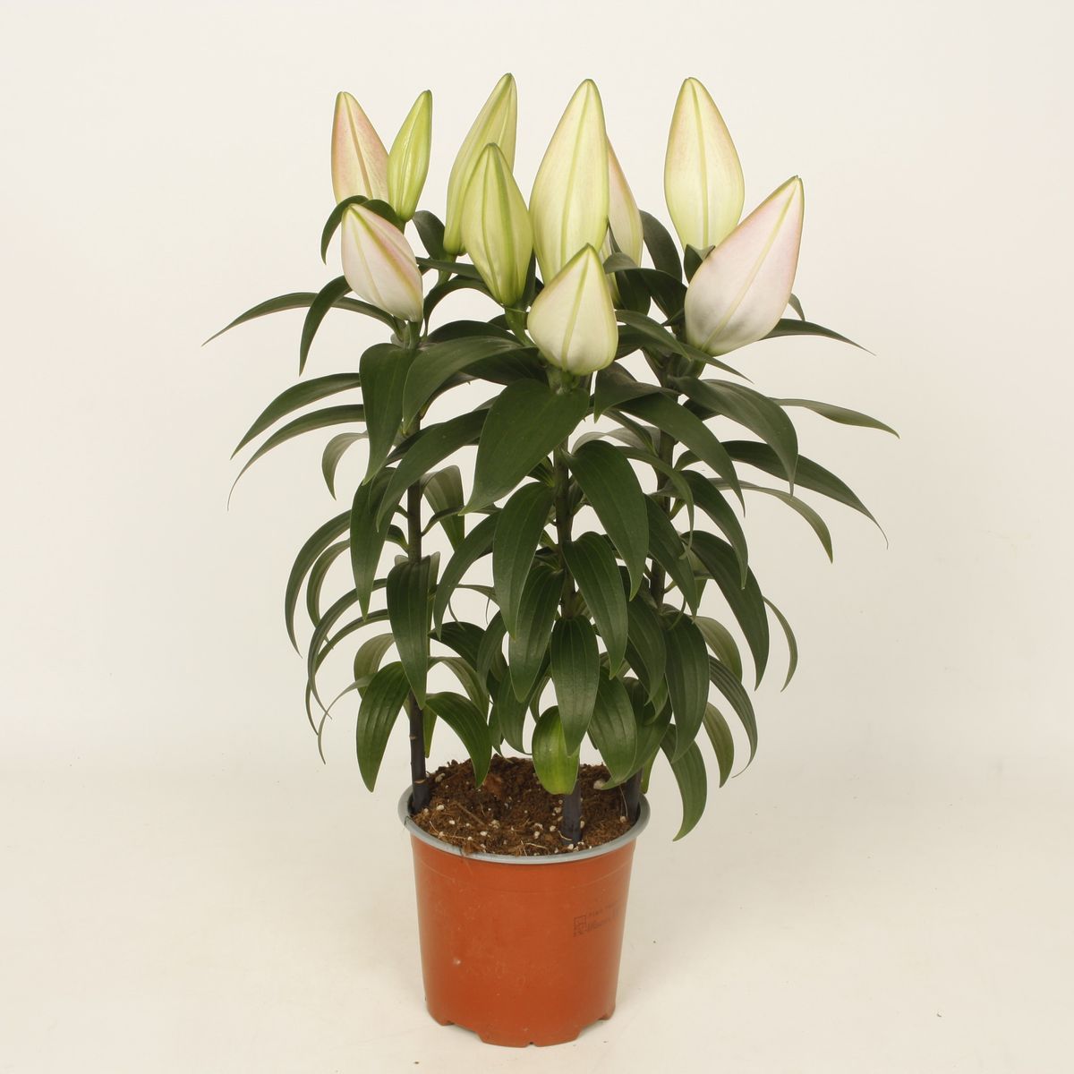 Lilium 'Little Ireland' — Plant Wholesale FlorAccess