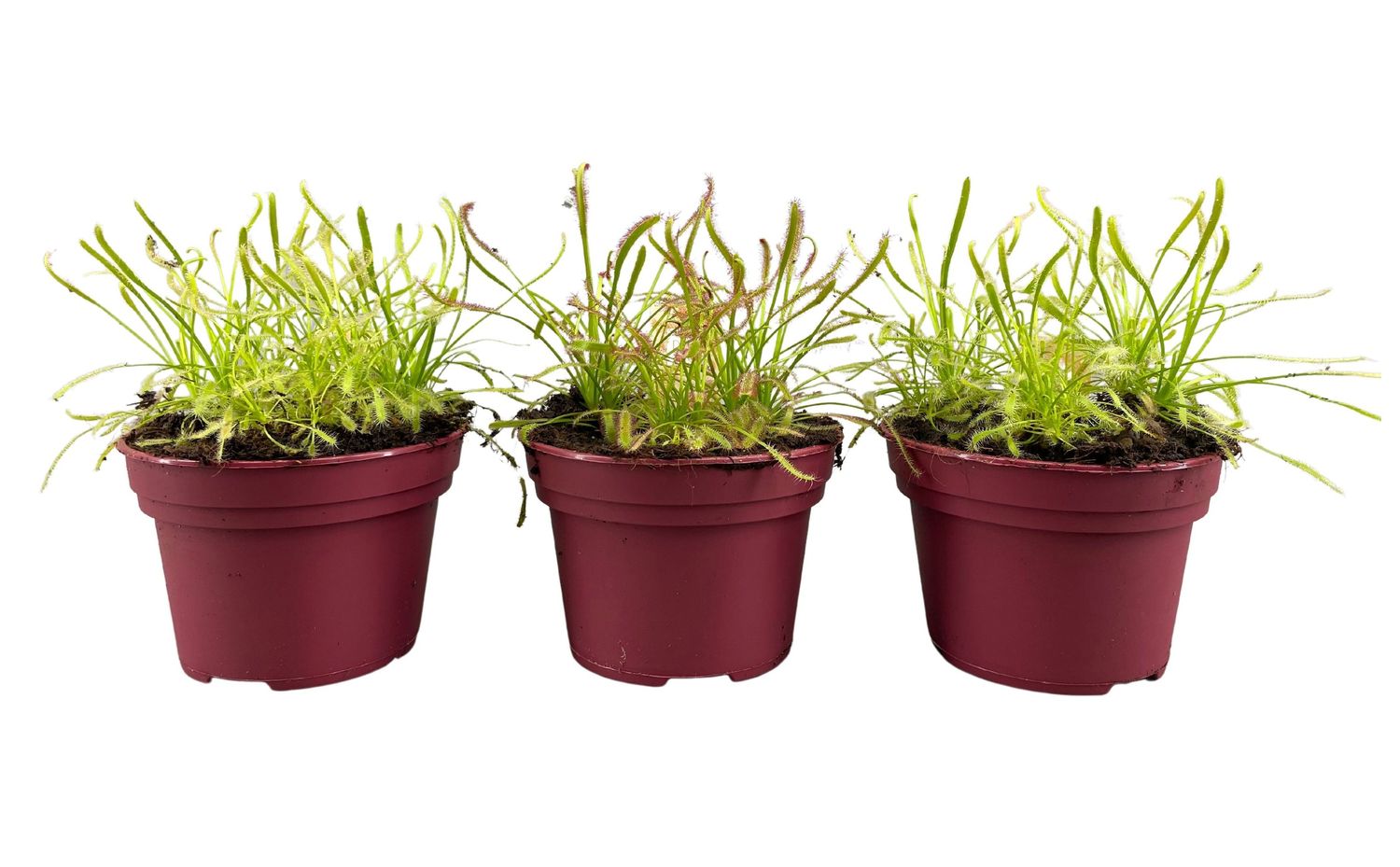 Drosera MIX — Plant Wholesale FlorAccess