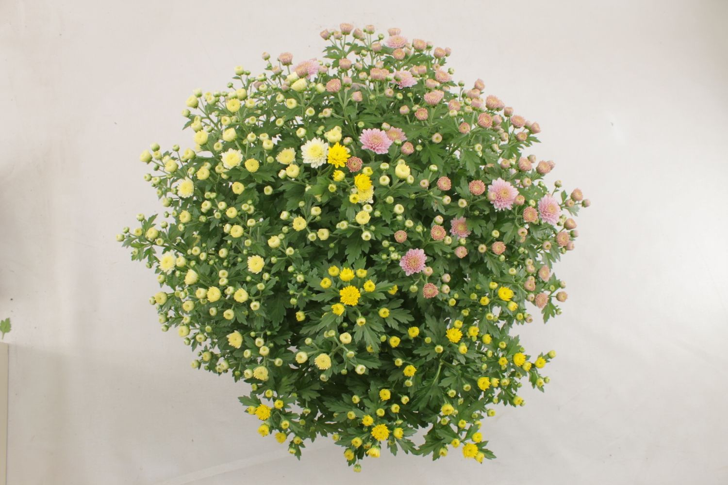 Chrysanthemum JASODA MIX — Plant Wholesale FlorAccess