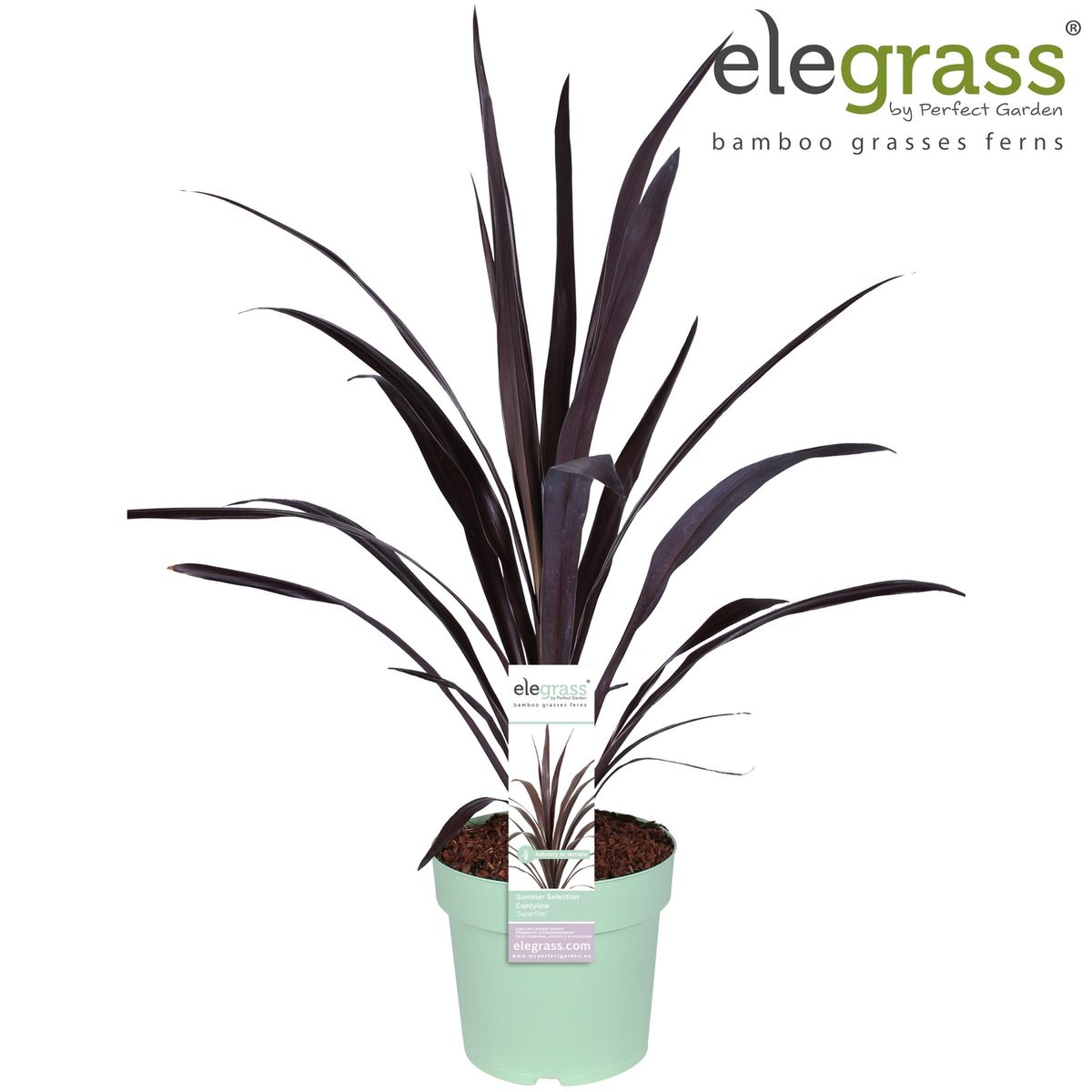 Cordyline SUPERSTAR — Plant Wholesale FlorAccess