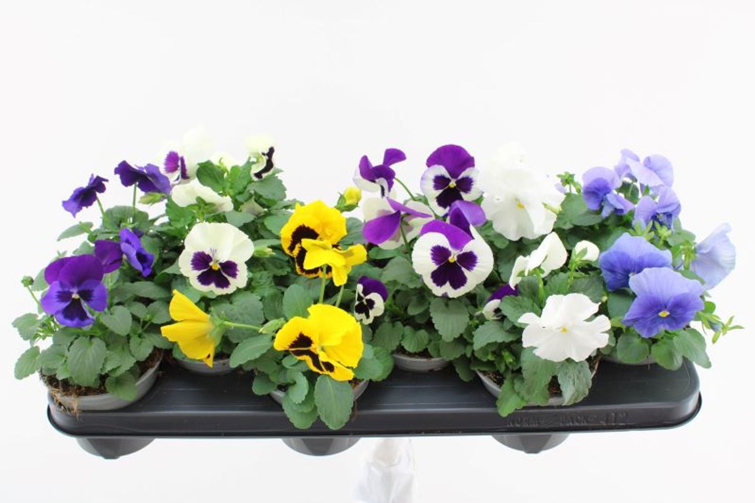Viola x wittrockiana MIX — Рослини оптом FlorAccess
