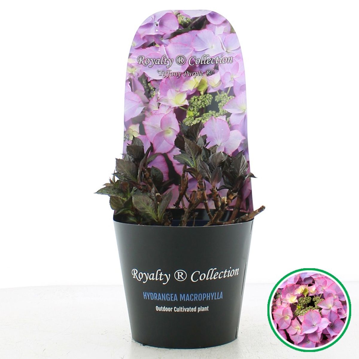 Hydrangea macrophylla ROYALTY COLLECTION TIFFANY PURPLE — Plant ...