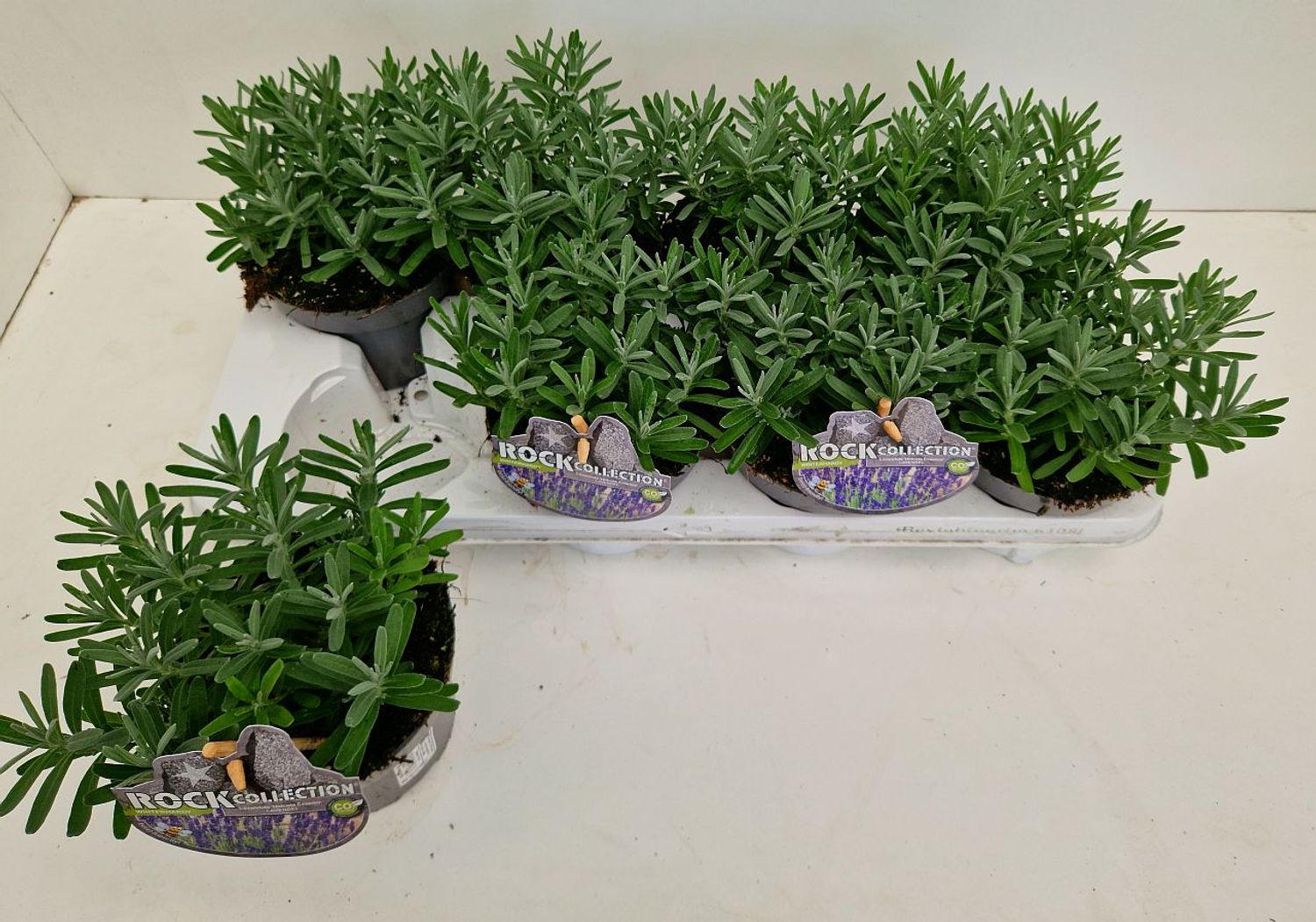lavandula-angustifolia-essence-purple-floraccess