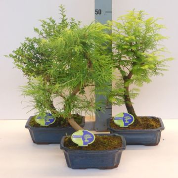 Bonsai MIX — Plant Wholesale FlorAccess