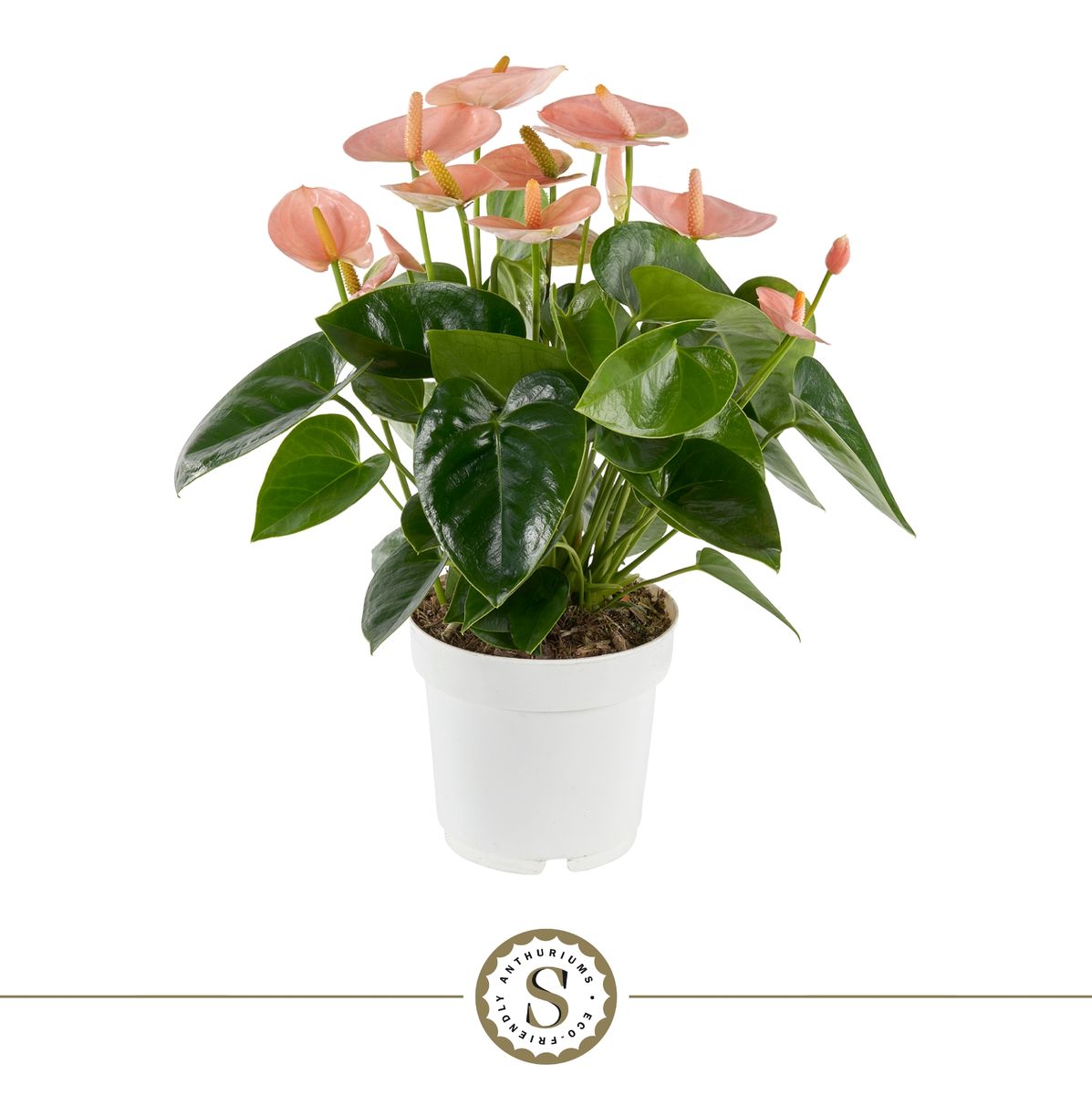 Anthurium SPIRIT — Plant Wholesale FlorAccess