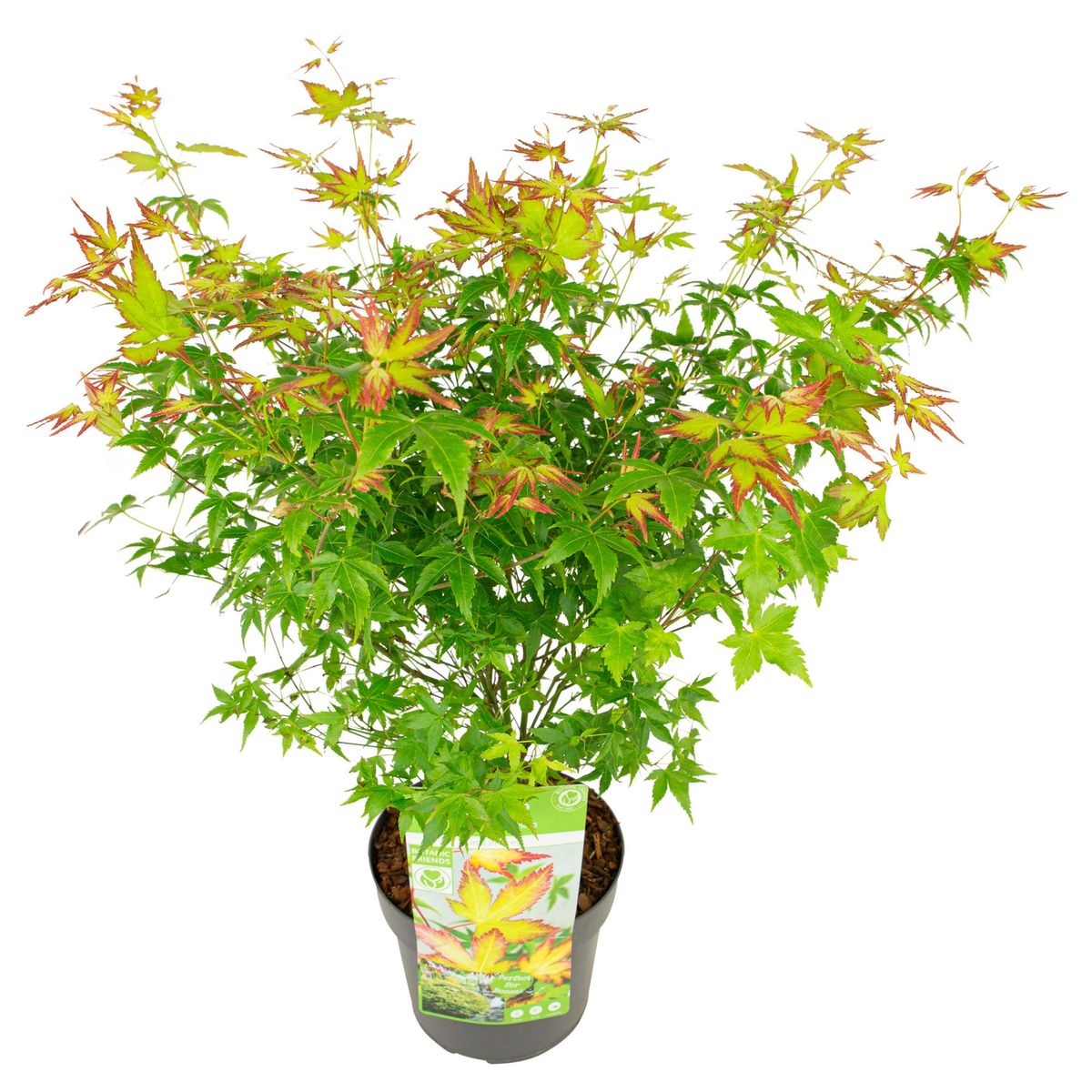 Acer palmatum 'Little Princess' — Plant Wholesale FlorAccess