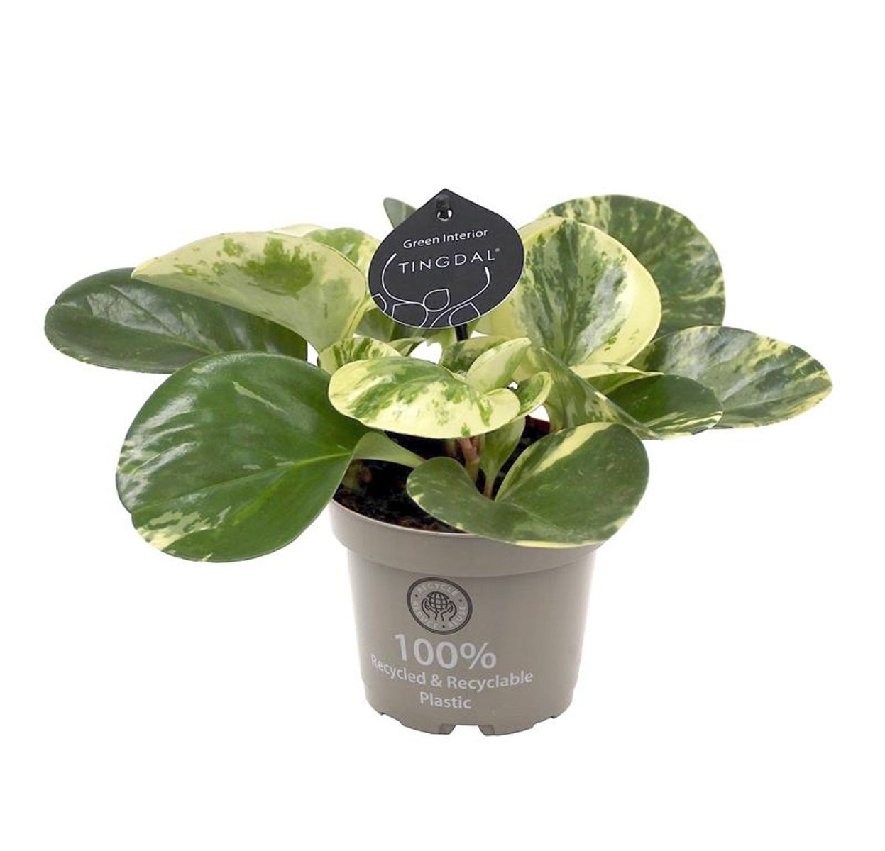 Peperomia obtusifolia 'Green Gold' — Plant Wholesale FlorAccess