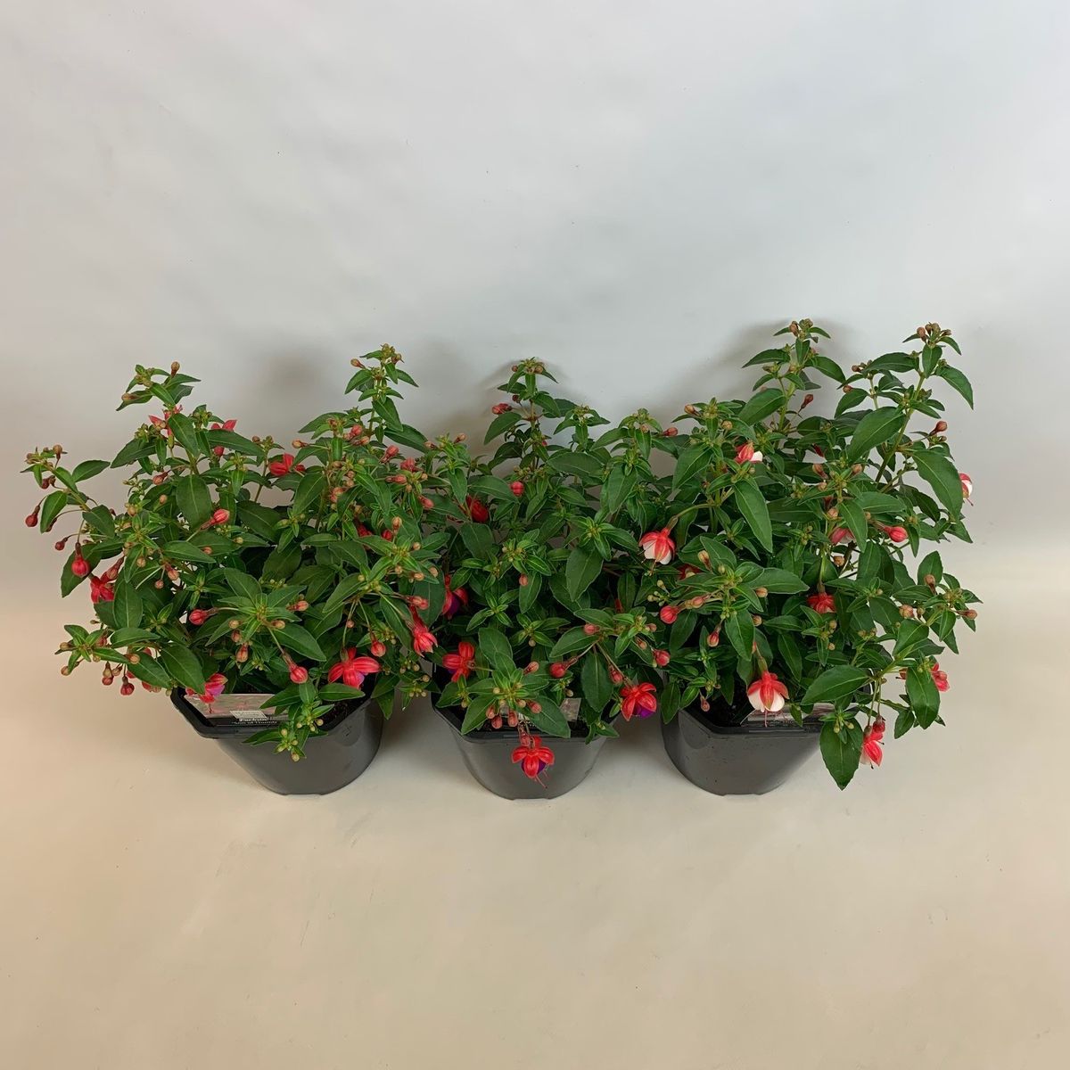 Fuchsia MIX — Plant Wholesale FlorAccess
