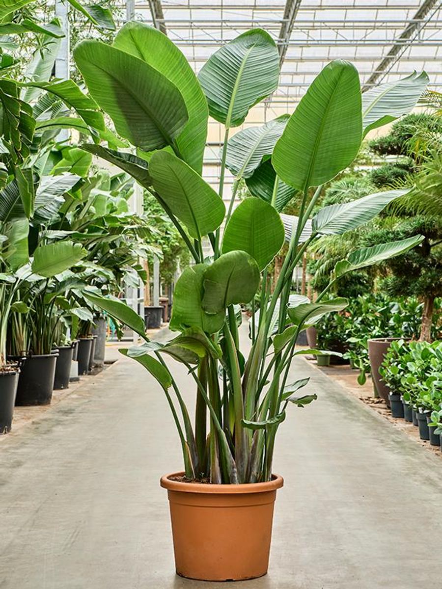 Strelitzia Nicolai Blten