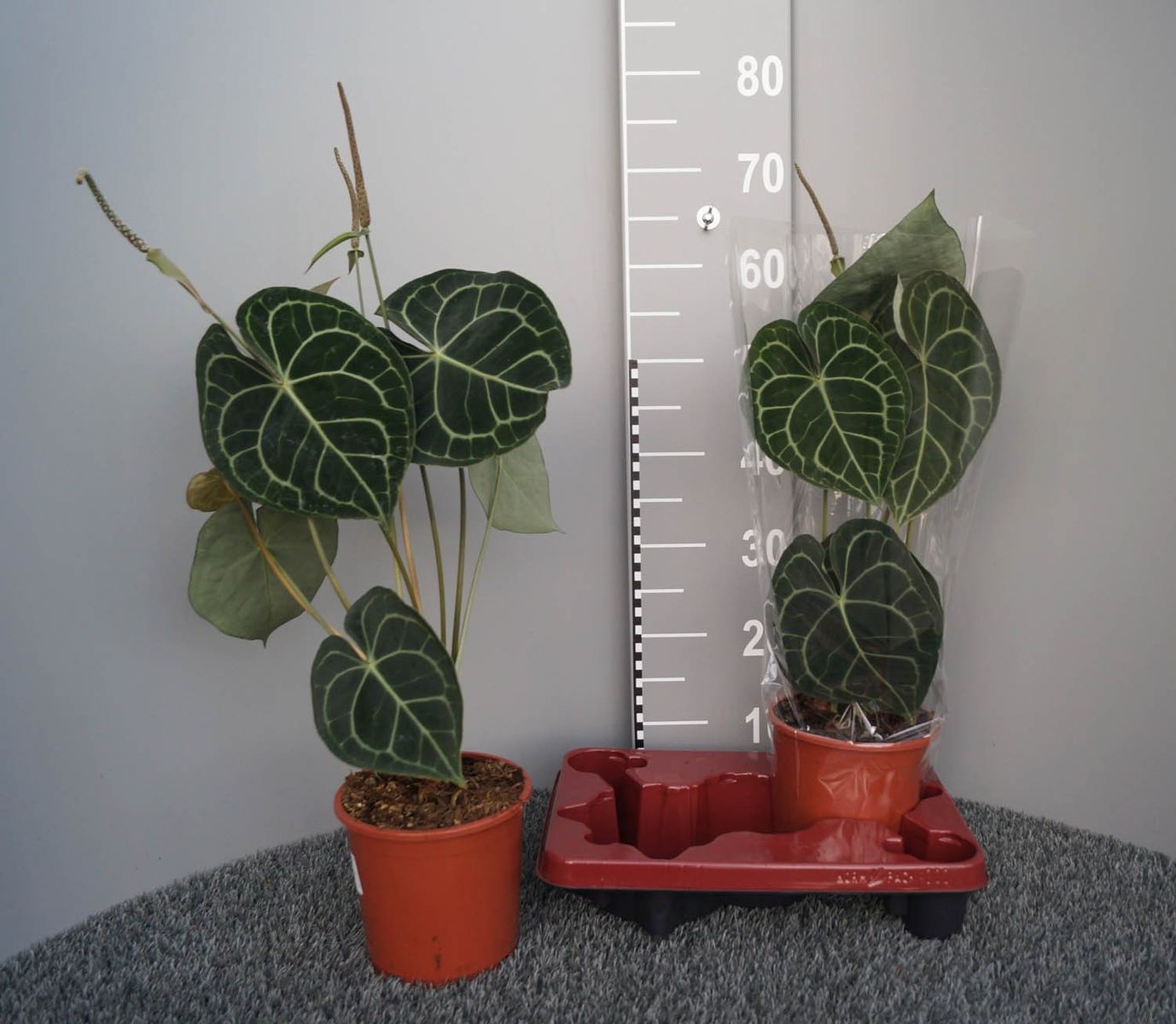 Anthurium clarinervium — Plant Wholesale FlorAccess