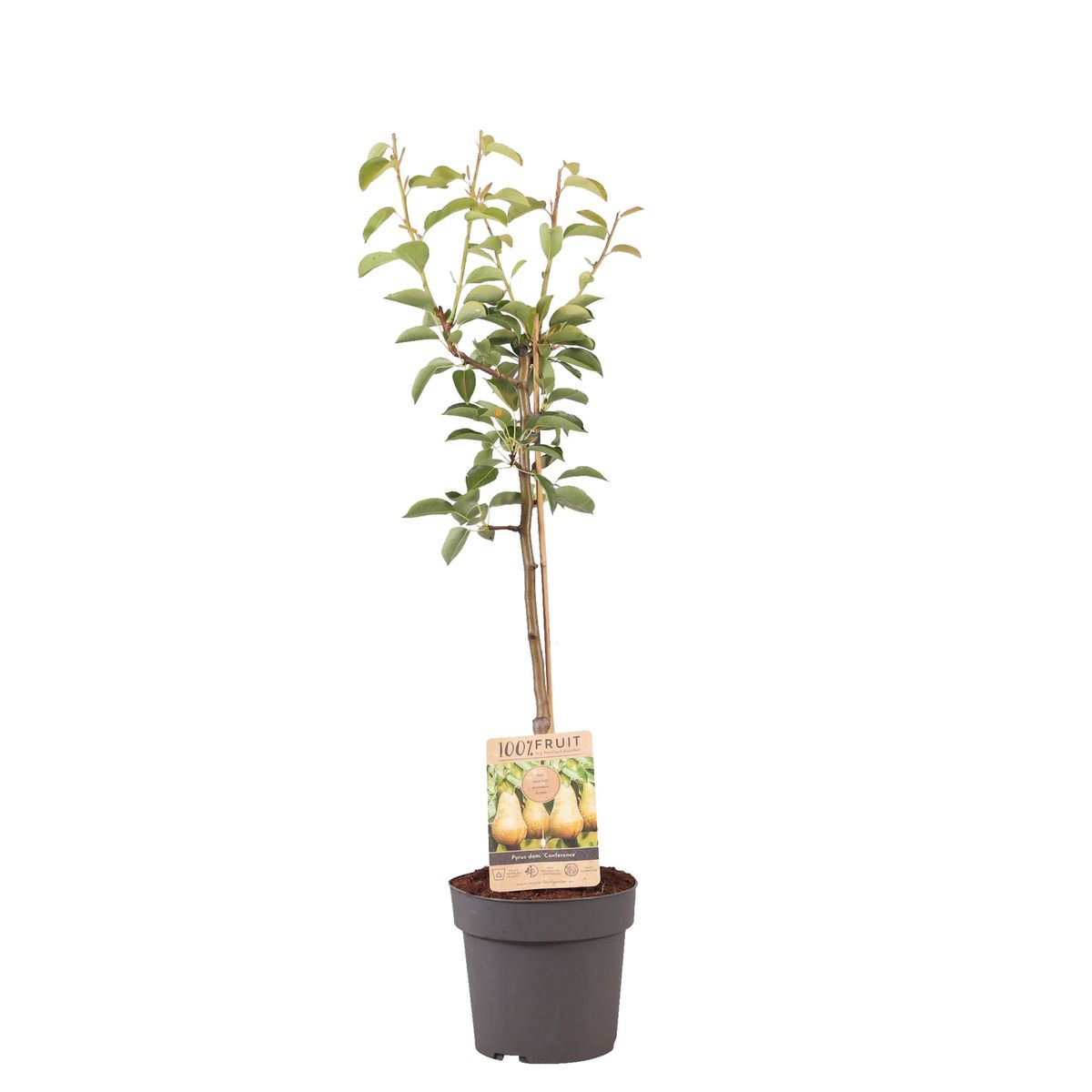 Pyrus communis 'Conference' — Plant Wholesale FlorAccess