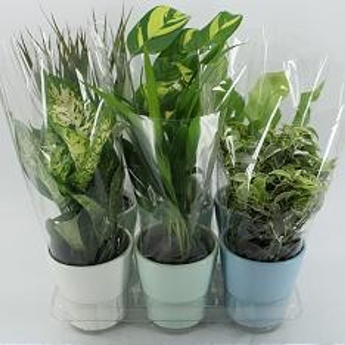 Foliage plants MIX — Plant Wholesale FlorAccess