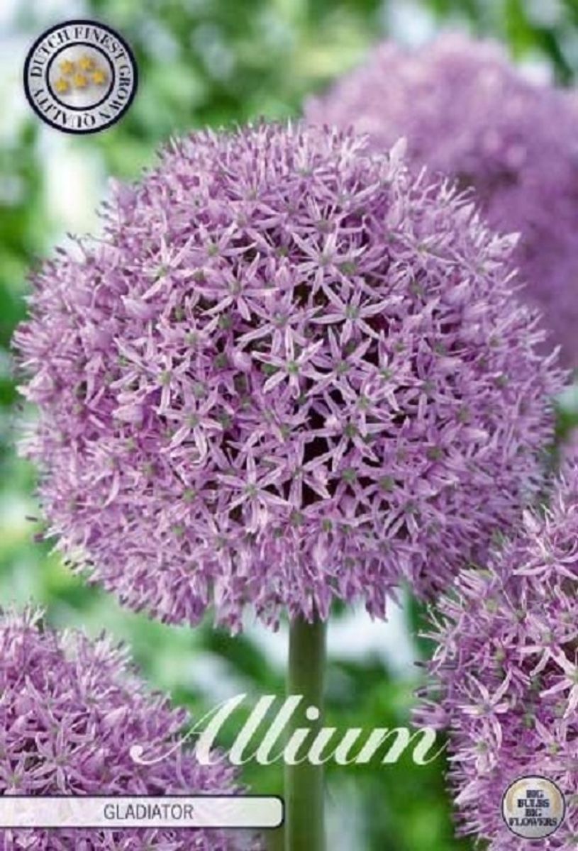 Allium 'Gladiator' — Plant Wholesale FlorAccess