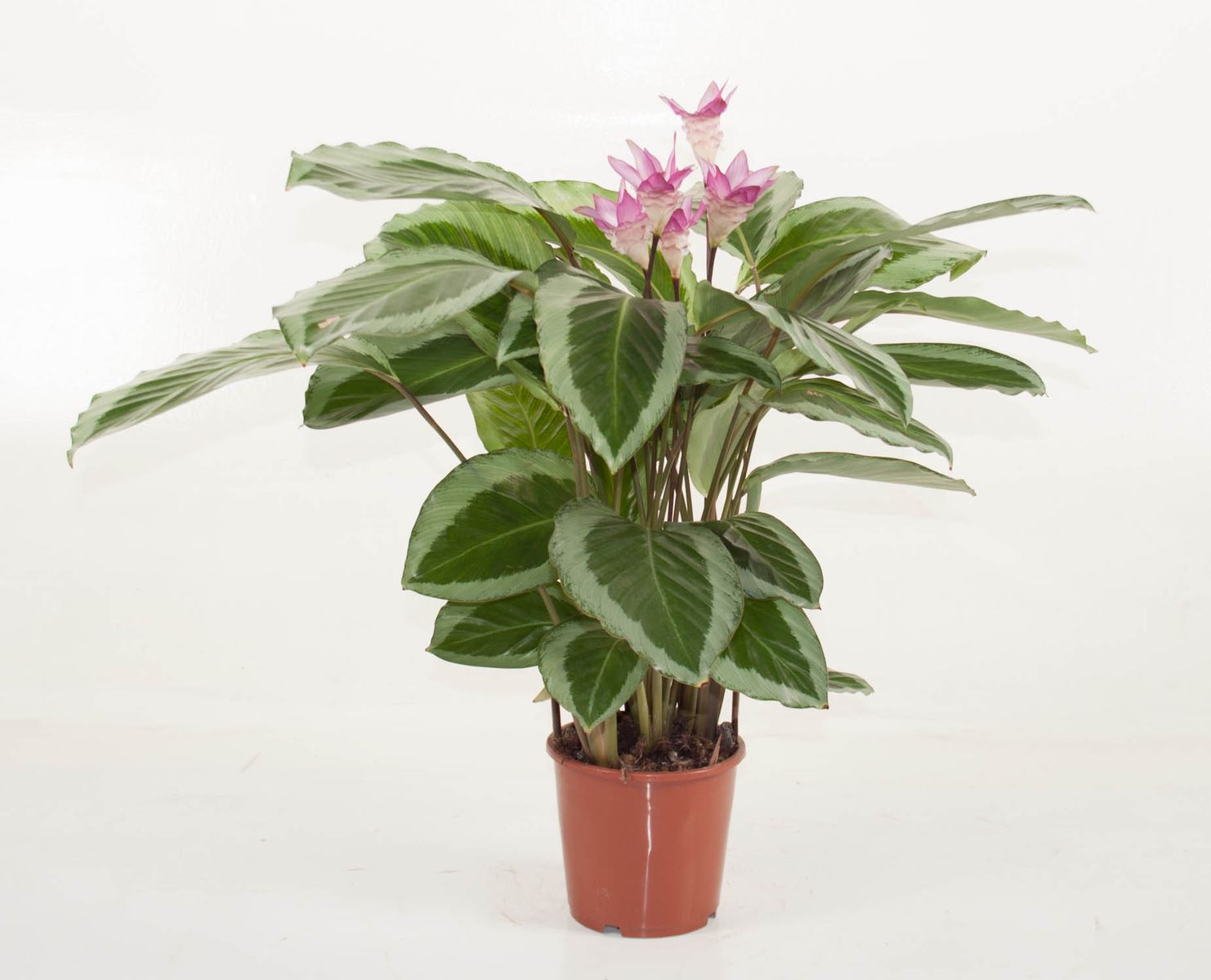 Calathea BICAJOUX GECKO — Plant Wholesale FlorAccess