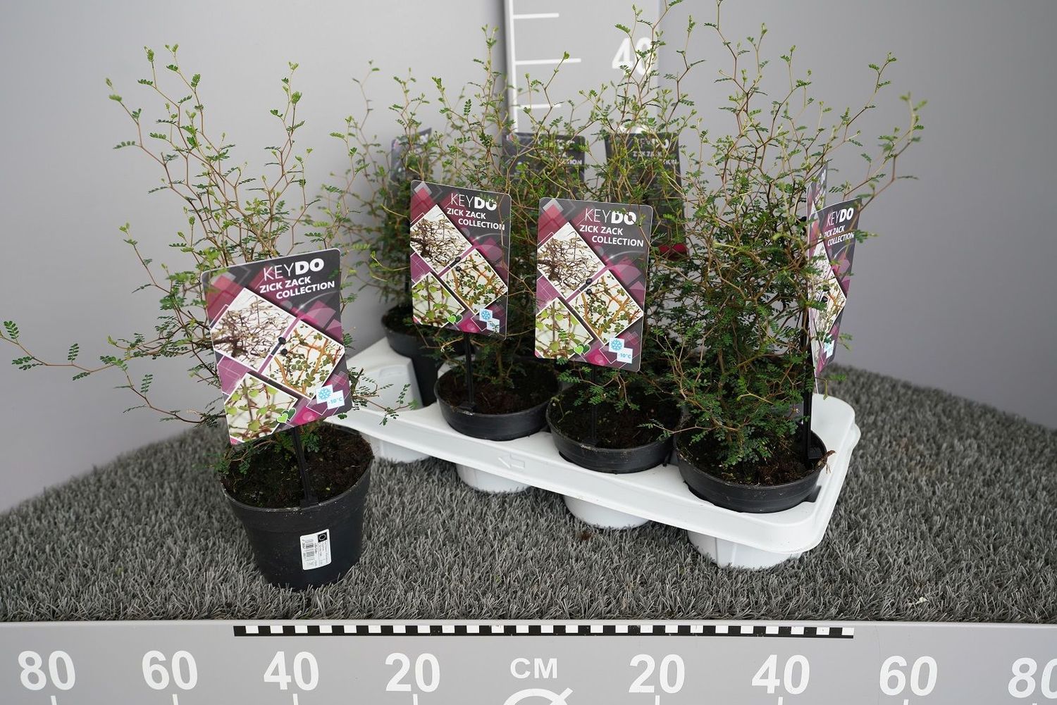 Sophora 'Little Baby' — Plant Wholesale FlorAccess