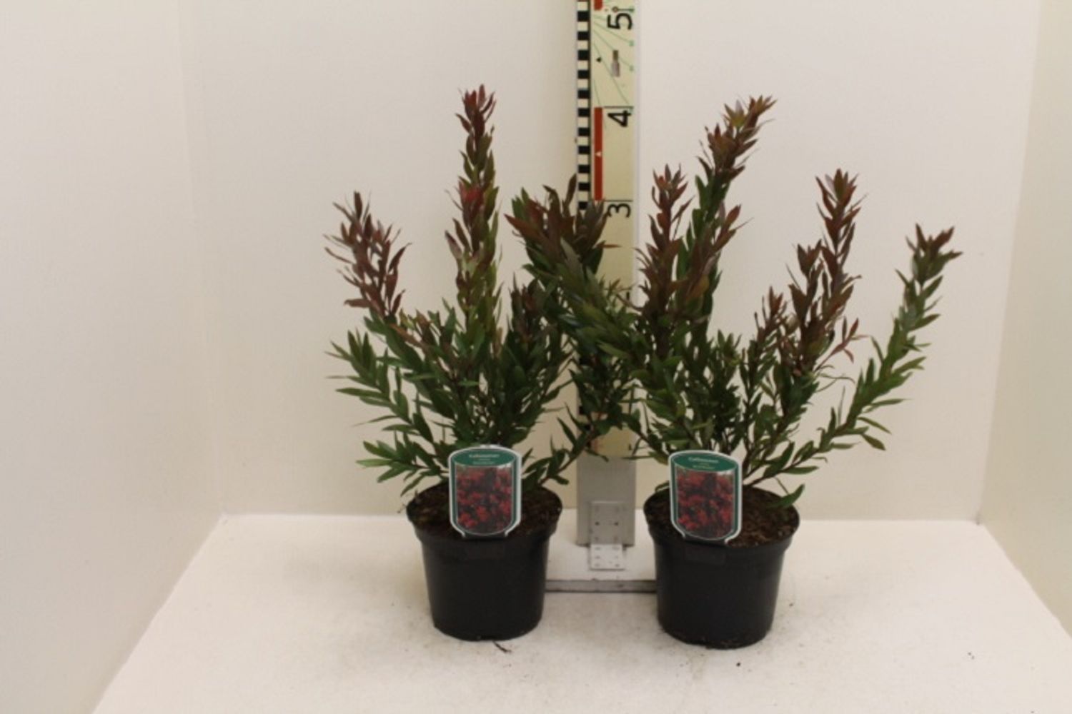 Callistemon 'Red Rocket' — Plant Wholesale FlorAccess