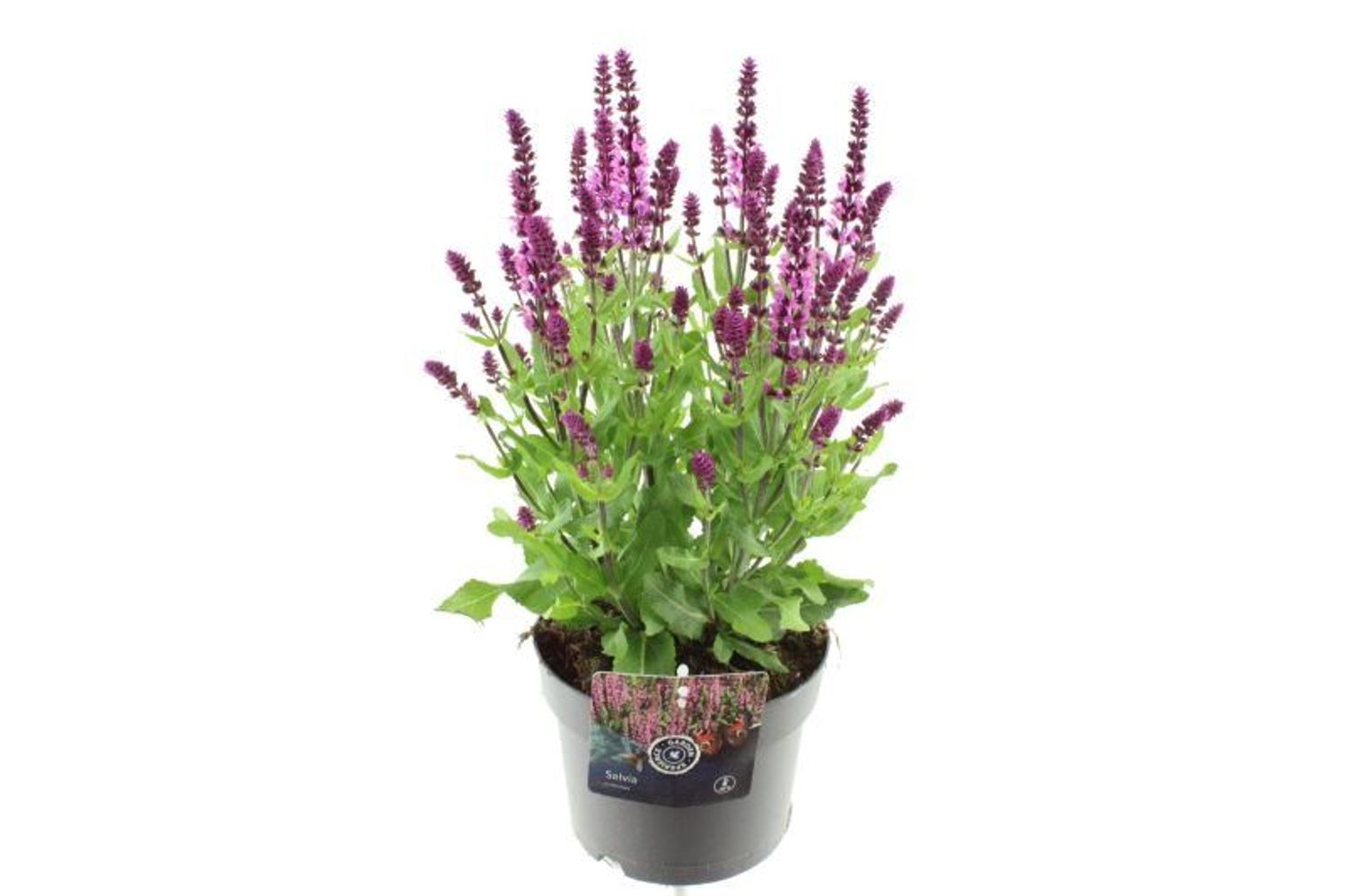 Salvia nemorosa SENSATION DEEP ROSE — Plant Wholesale FlorAccess
