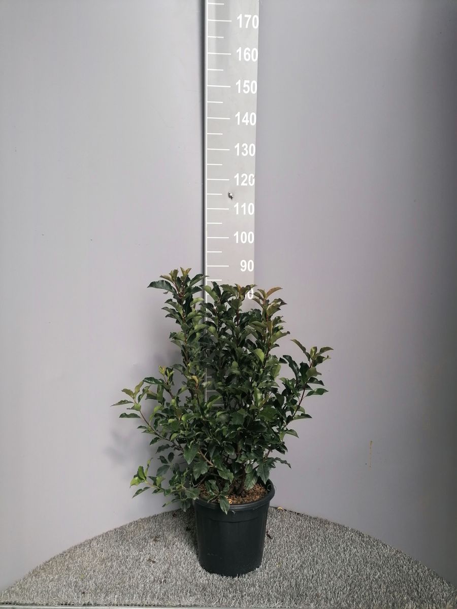 Photinia x fraseri MAGICAL VOLCANO — Plant Wholesale FlorAccess