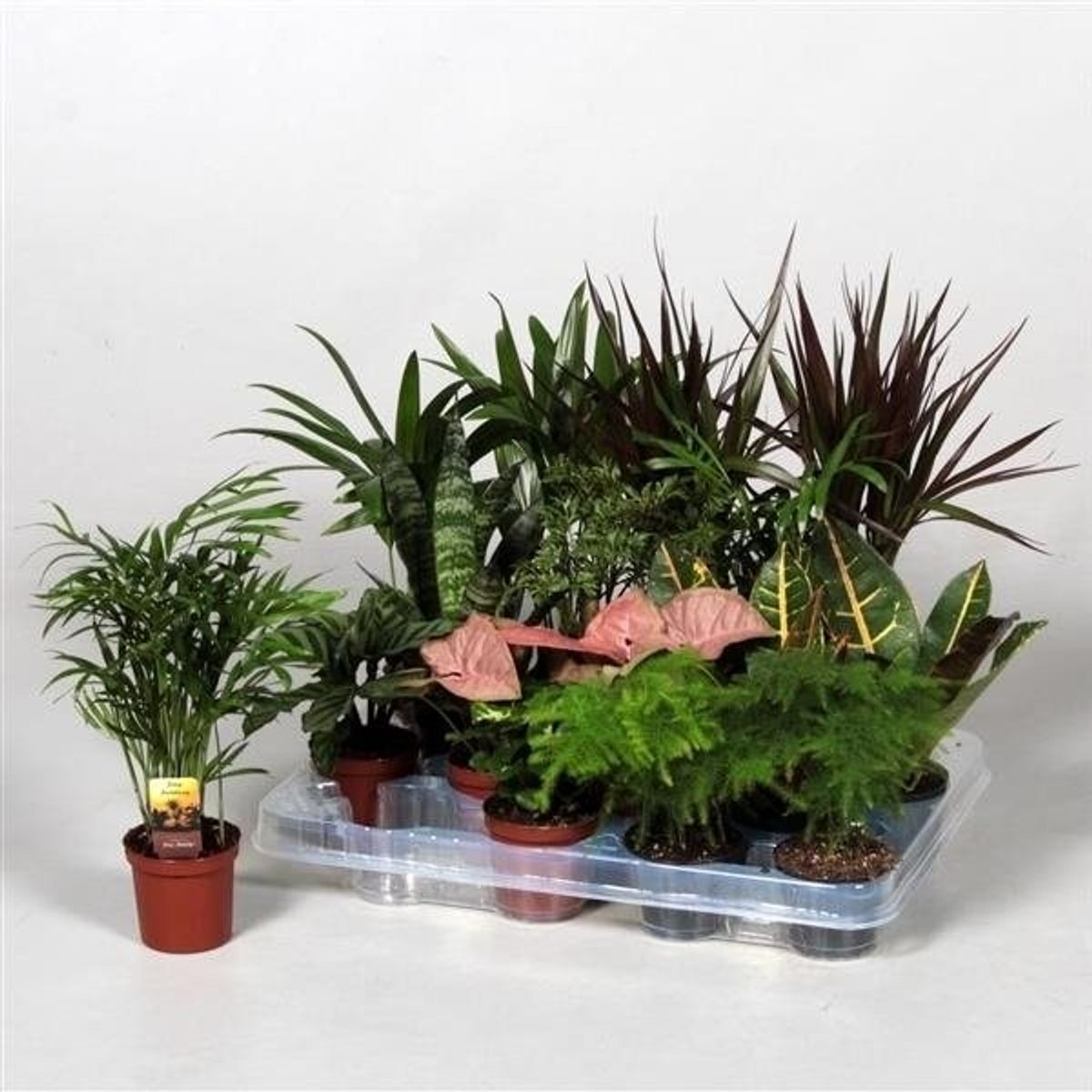 Houseplants MIX — Plant Wholesale FlorAccess