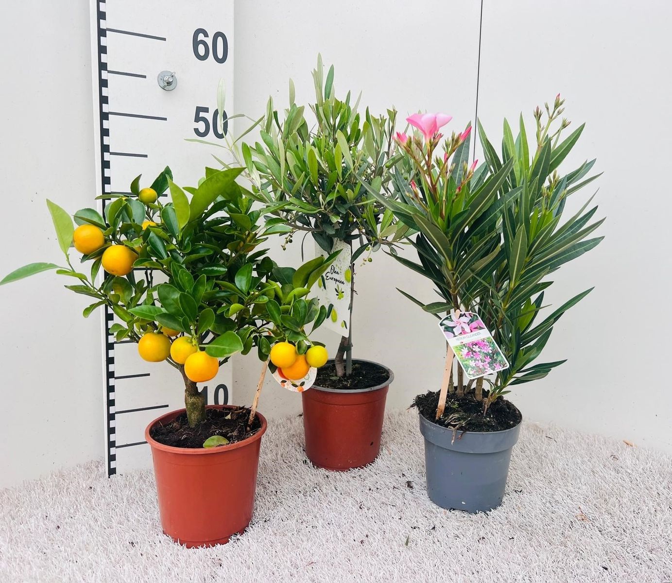Citrus & Olea MIX — Plant Wholesale FlorAccess