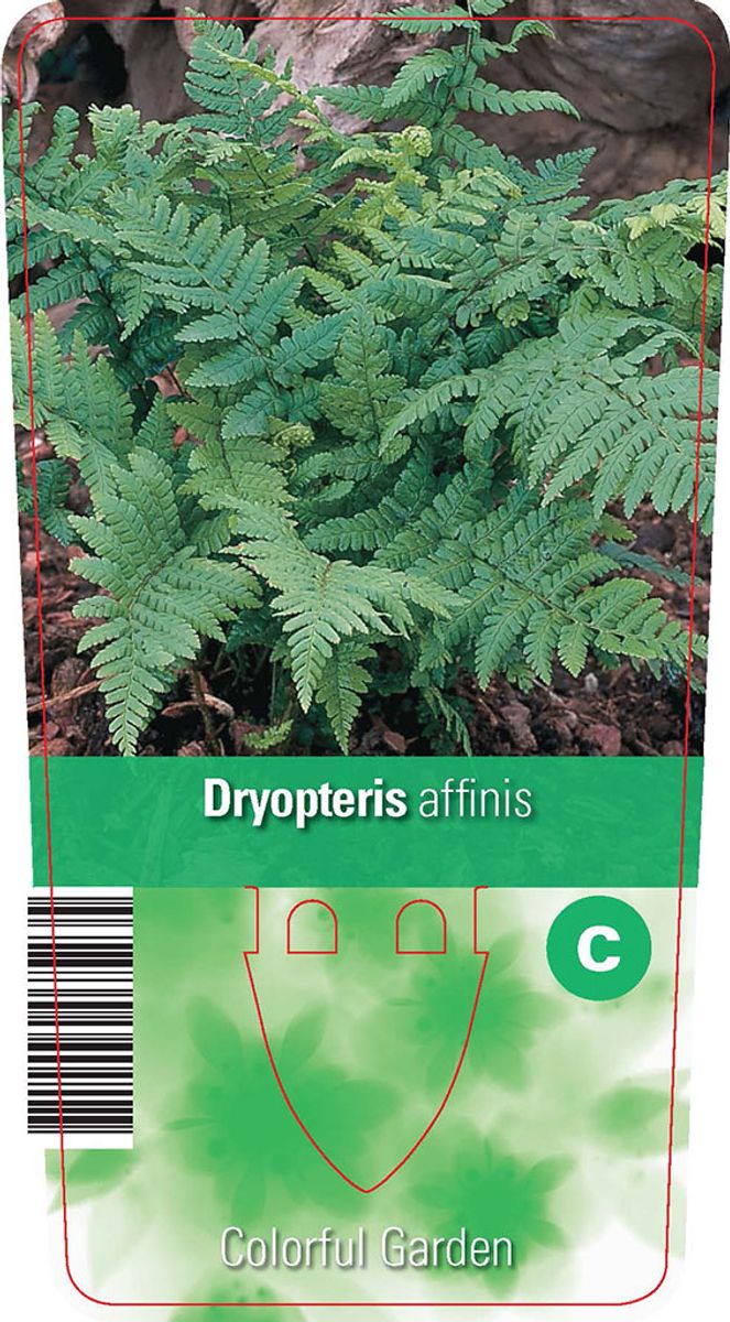 Dryopteris affinis — Plant Wholesale FlorAccess