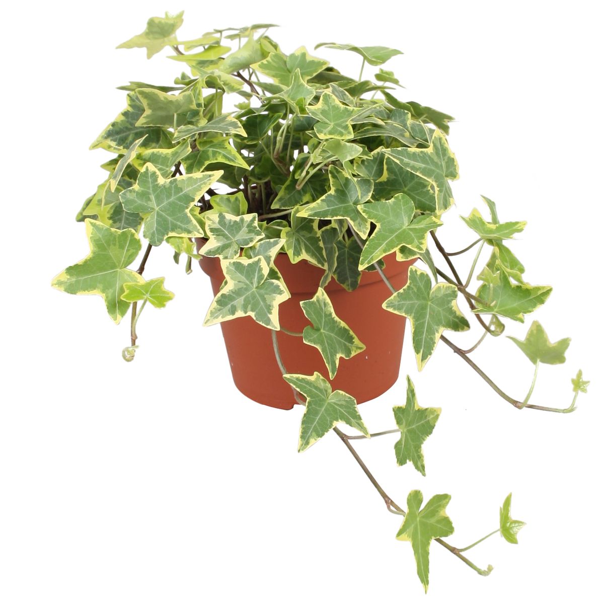 Hedera helix 'Goldchild' — Plant Wholesale FlorAccess