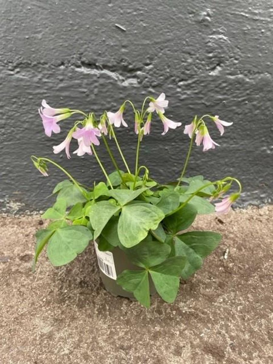 Oxalis triangularis 'Amber' — Plant Wholesale FlorAccess