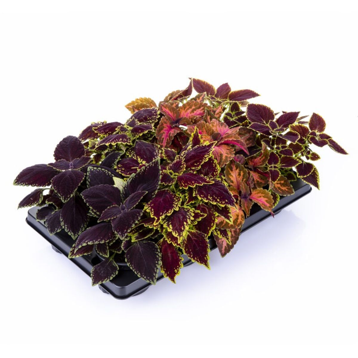 Coleus BLUMEI MIX — Plant Wholesale FlorAccess