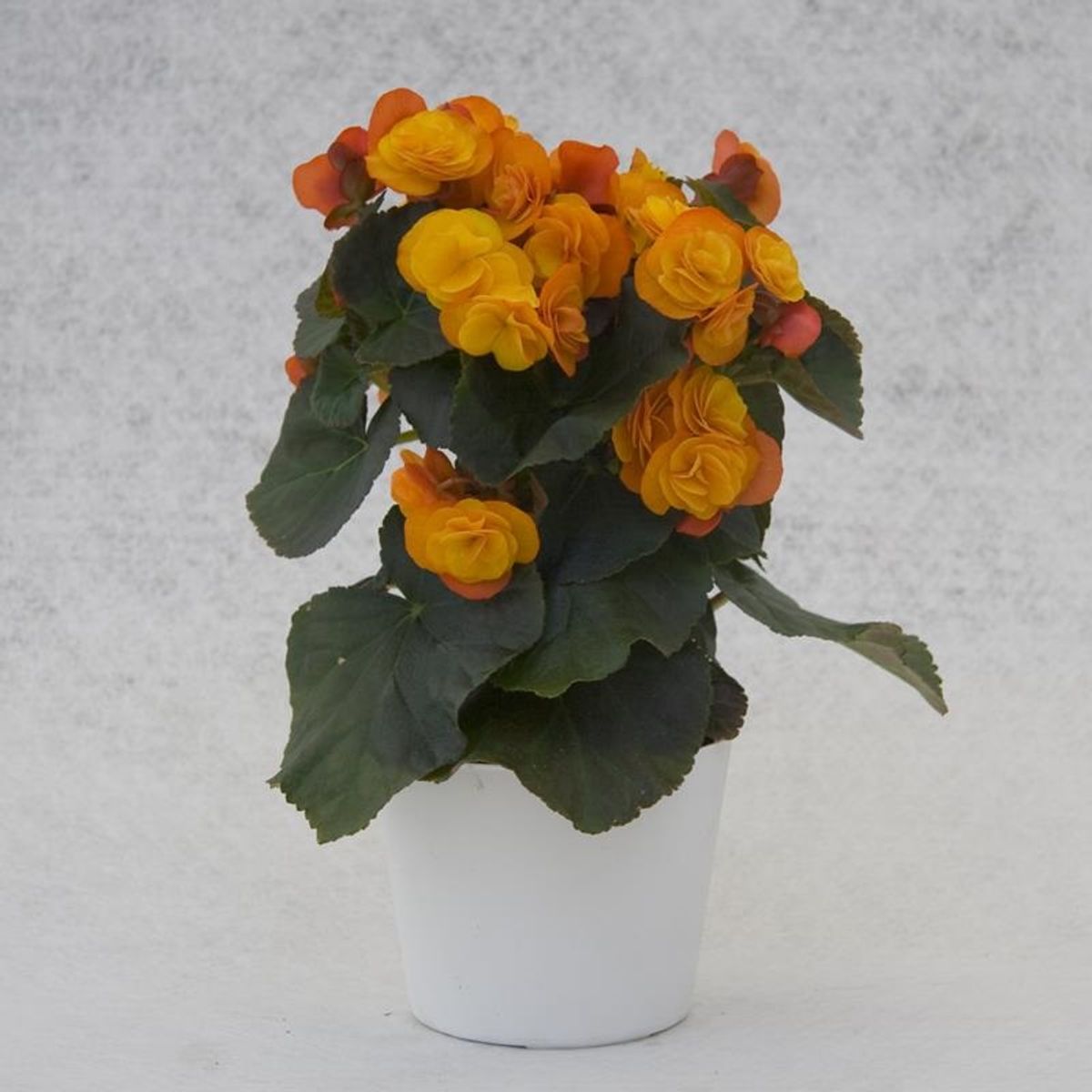 Begonia 'Catrin' — Plant Wholesale FlorAccess