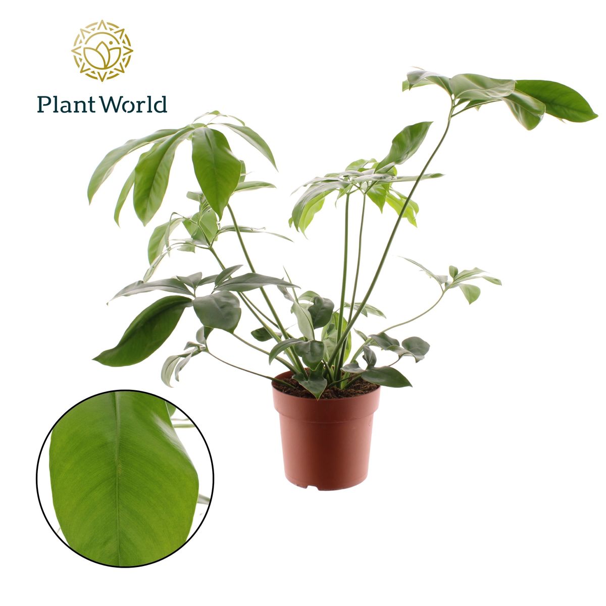 Philodendron 'Fun Bun' — Plant Wholesale FlorAccess